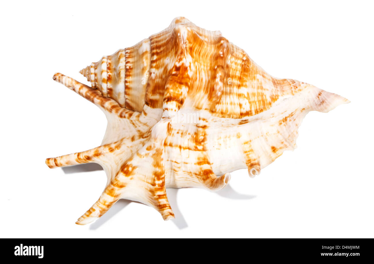 Scallop underwater shell hi-res stock photography and images - Alamy