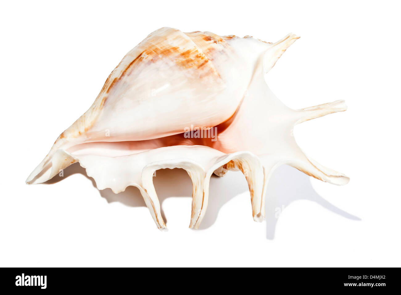 White shell sea hi-res stock photography and images - Alamy