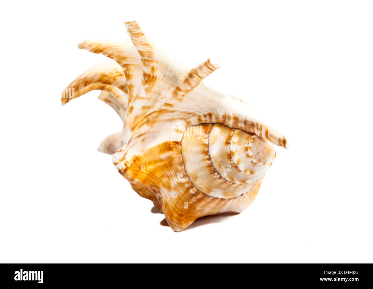 Mollusk sea shell hi-res stock photography and images - Alamy