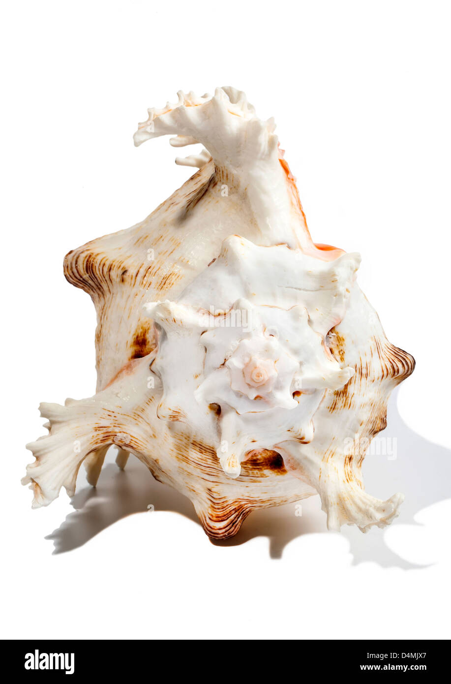 Sea shell spiral mollusk isolated on white Stock Photo - Alamy