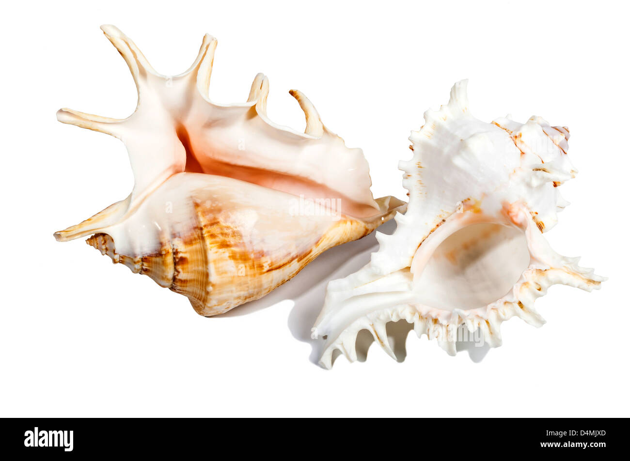 Two oceanic shell isolated on white Stock Photo - Alamy