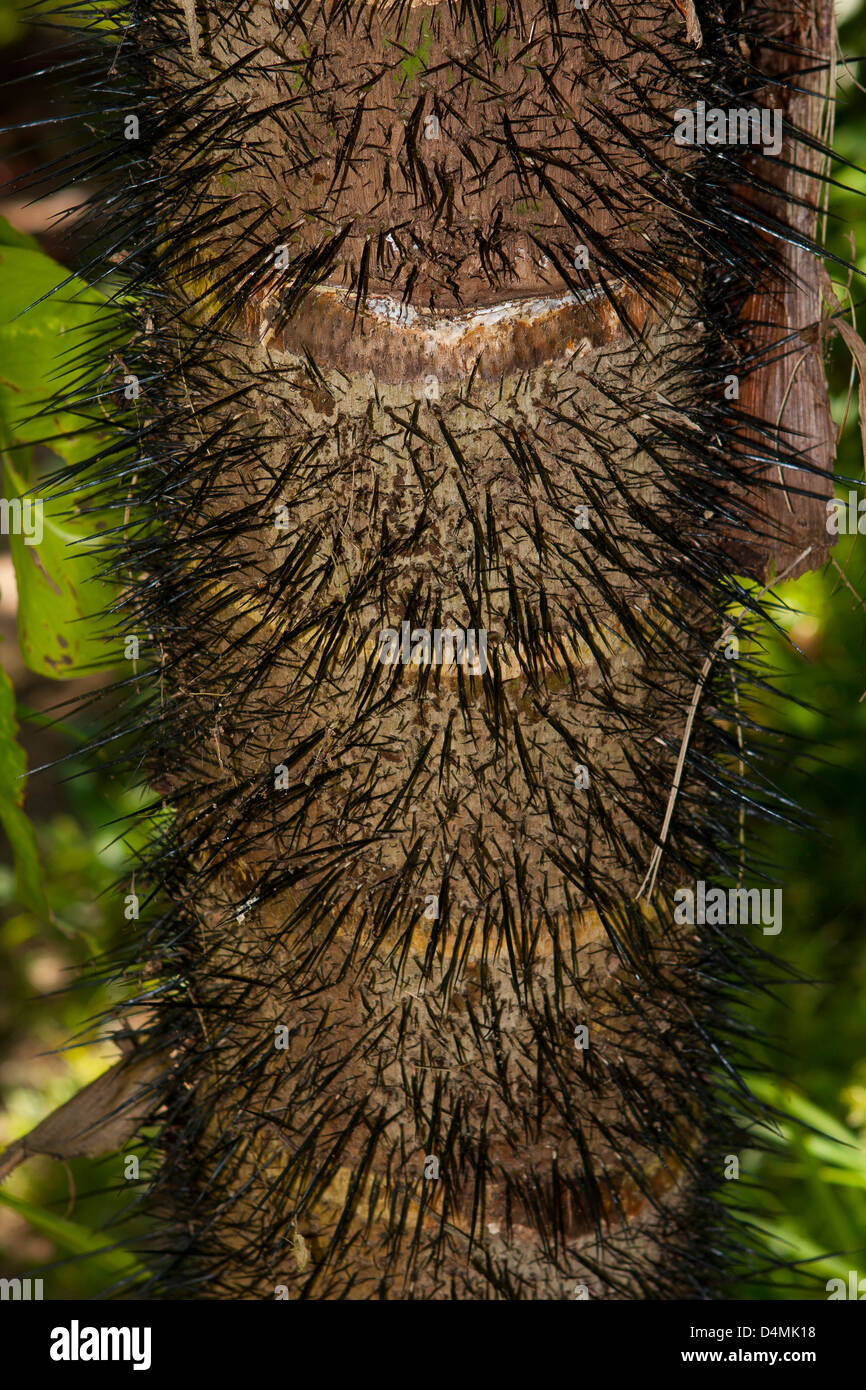 Sharp thorns on the trunk Stock Photo - Alamy