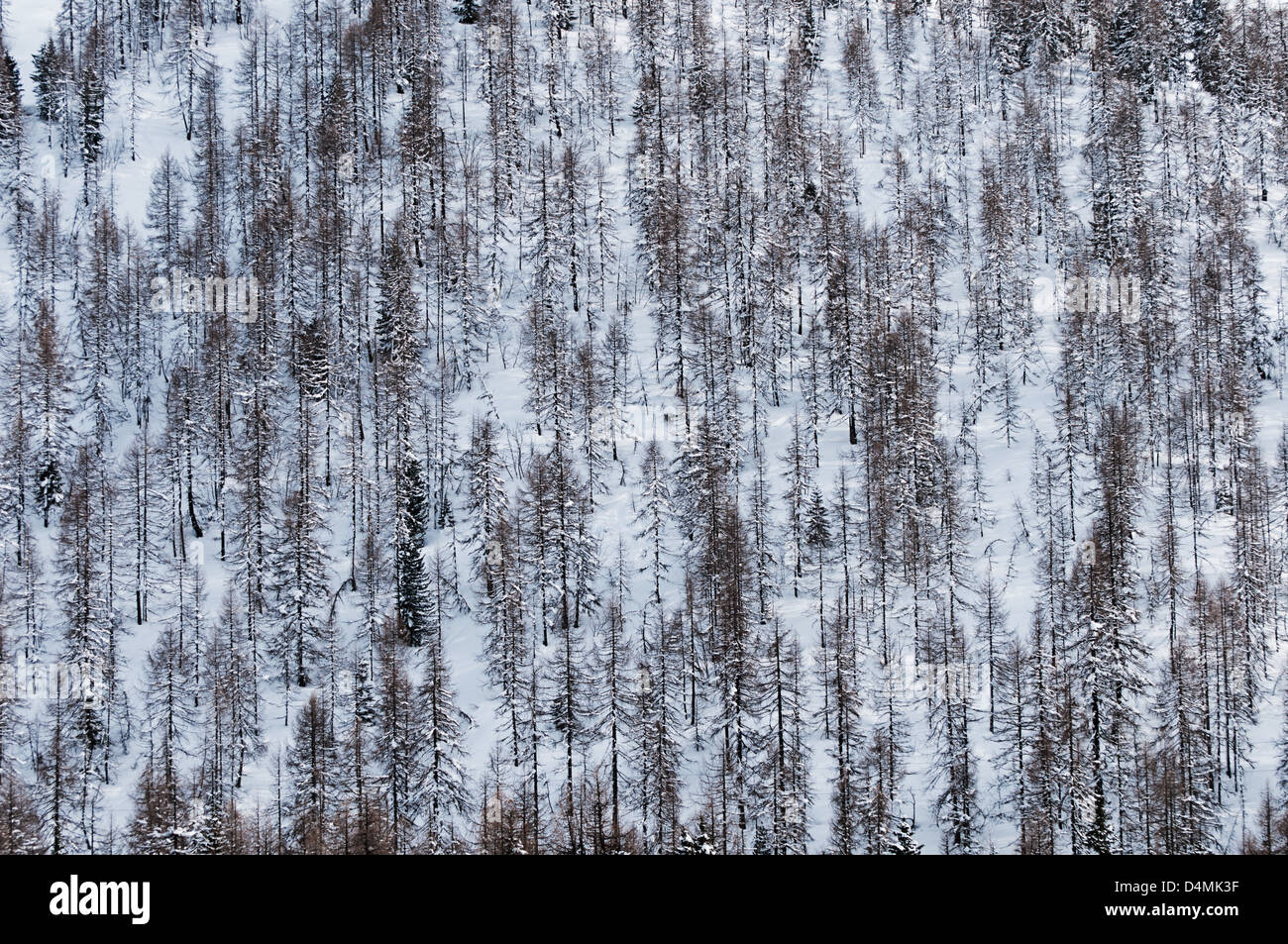 Italian Alps Winter Wood Snow Mountain in Passo San Pellegrino Stock ...