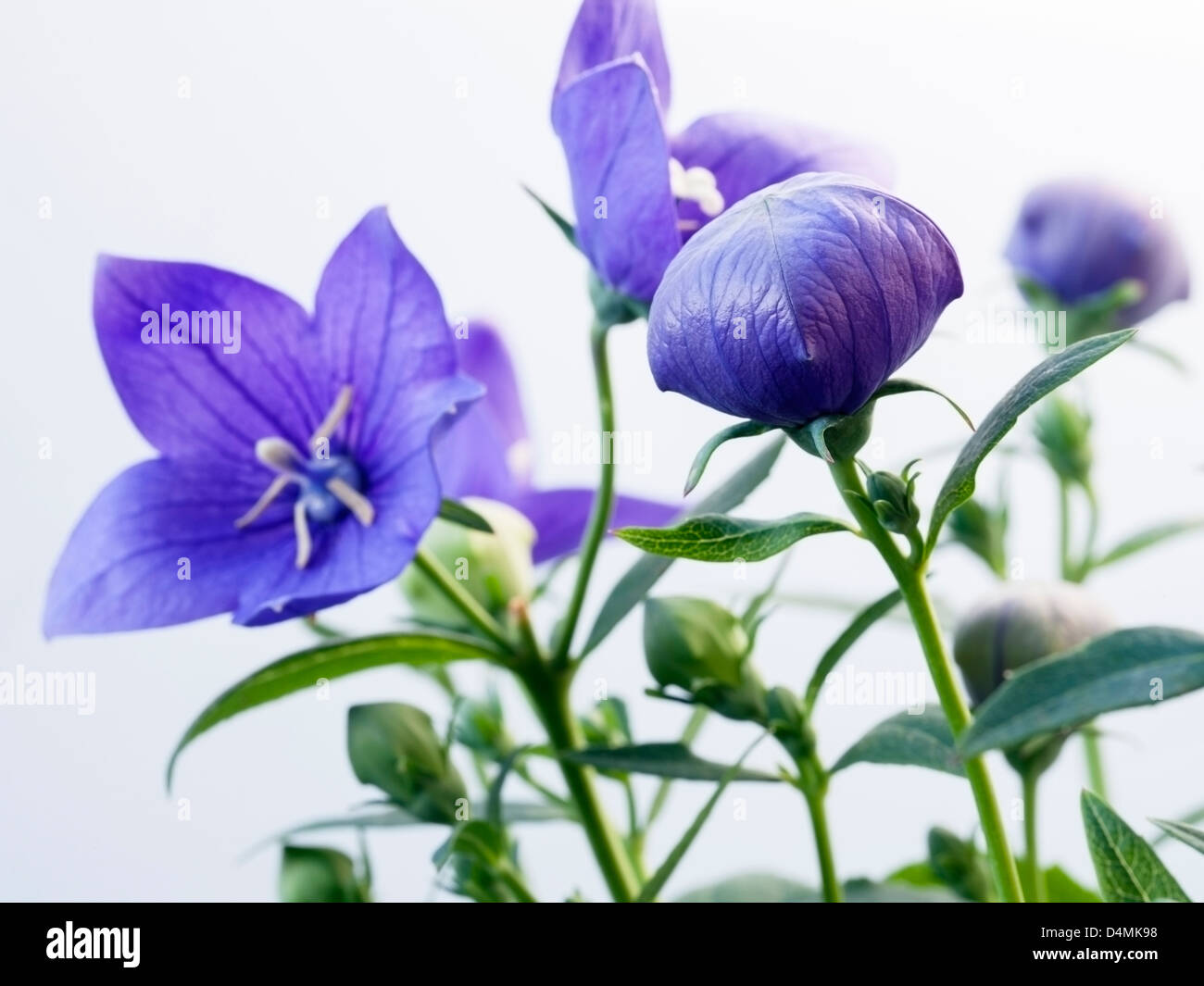 Balloon flower ( Platycodon grandiflorus) with the focus on the balloon ...