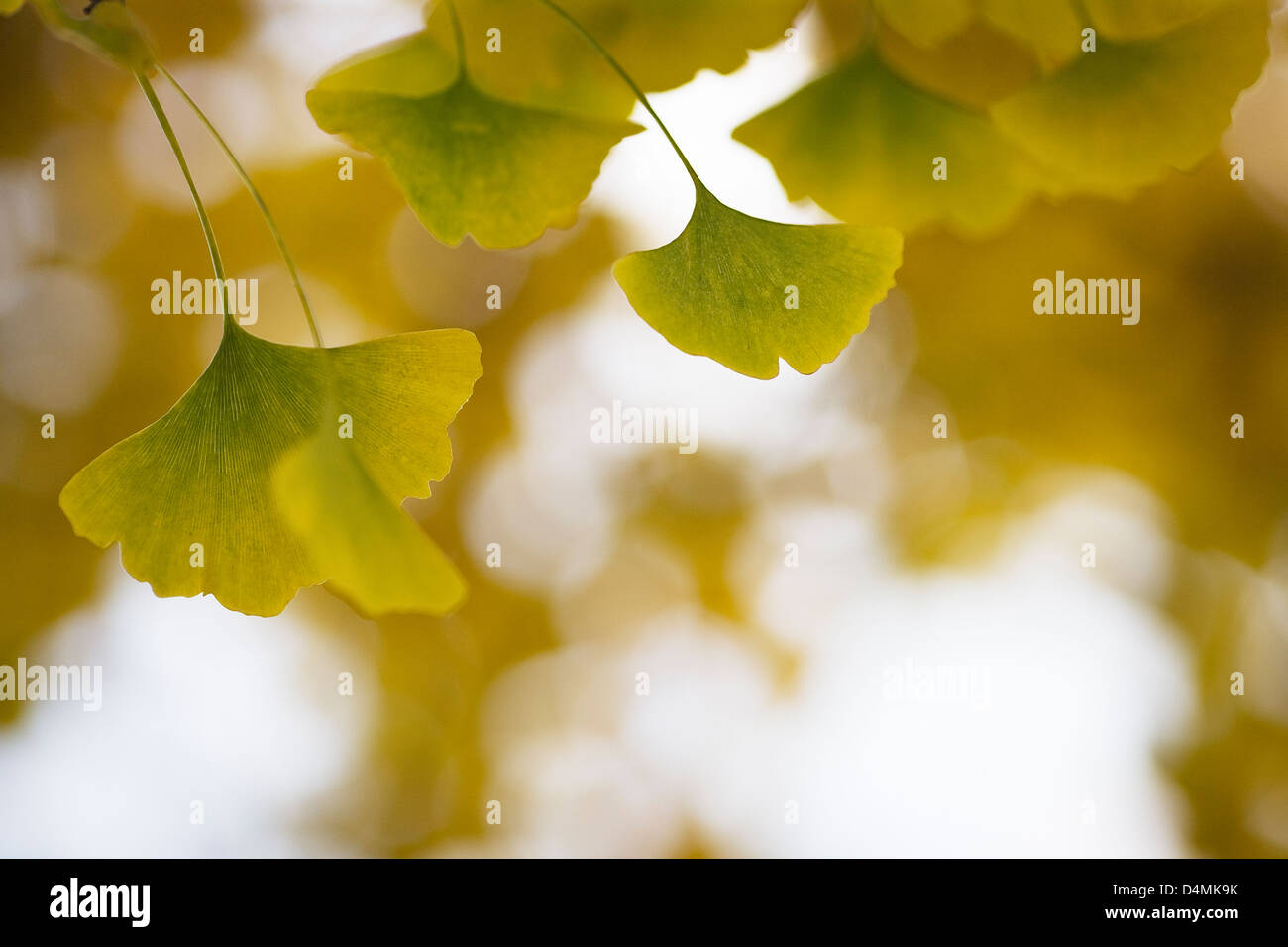 Ginkgo biloba tree leaves hi-res stock photography and images - Alamy
