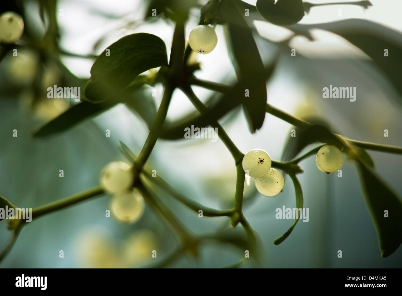 Mistletoe bunch white berries hi-res stock photography and images - Alamy