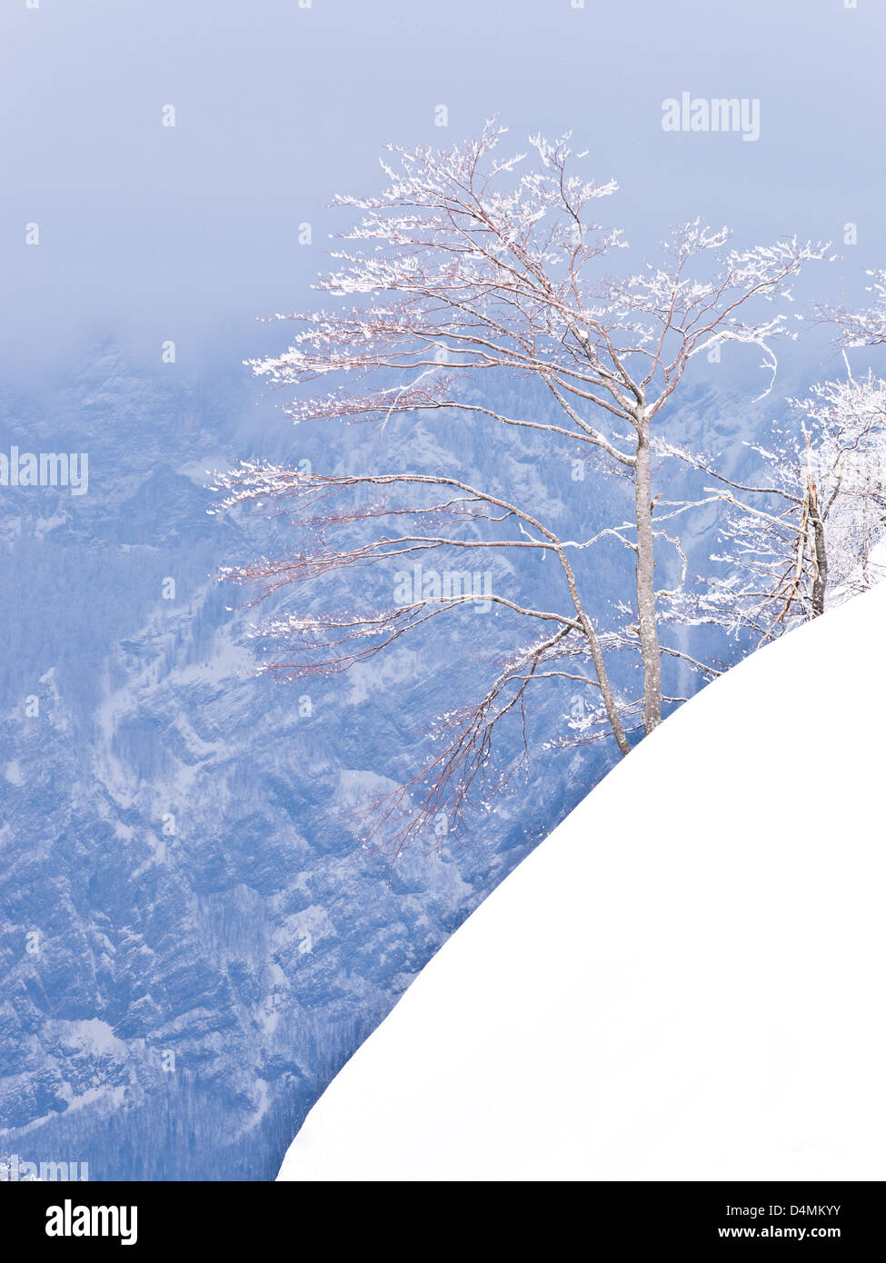 Tree cliff hi-res stock photography and images - Alamy