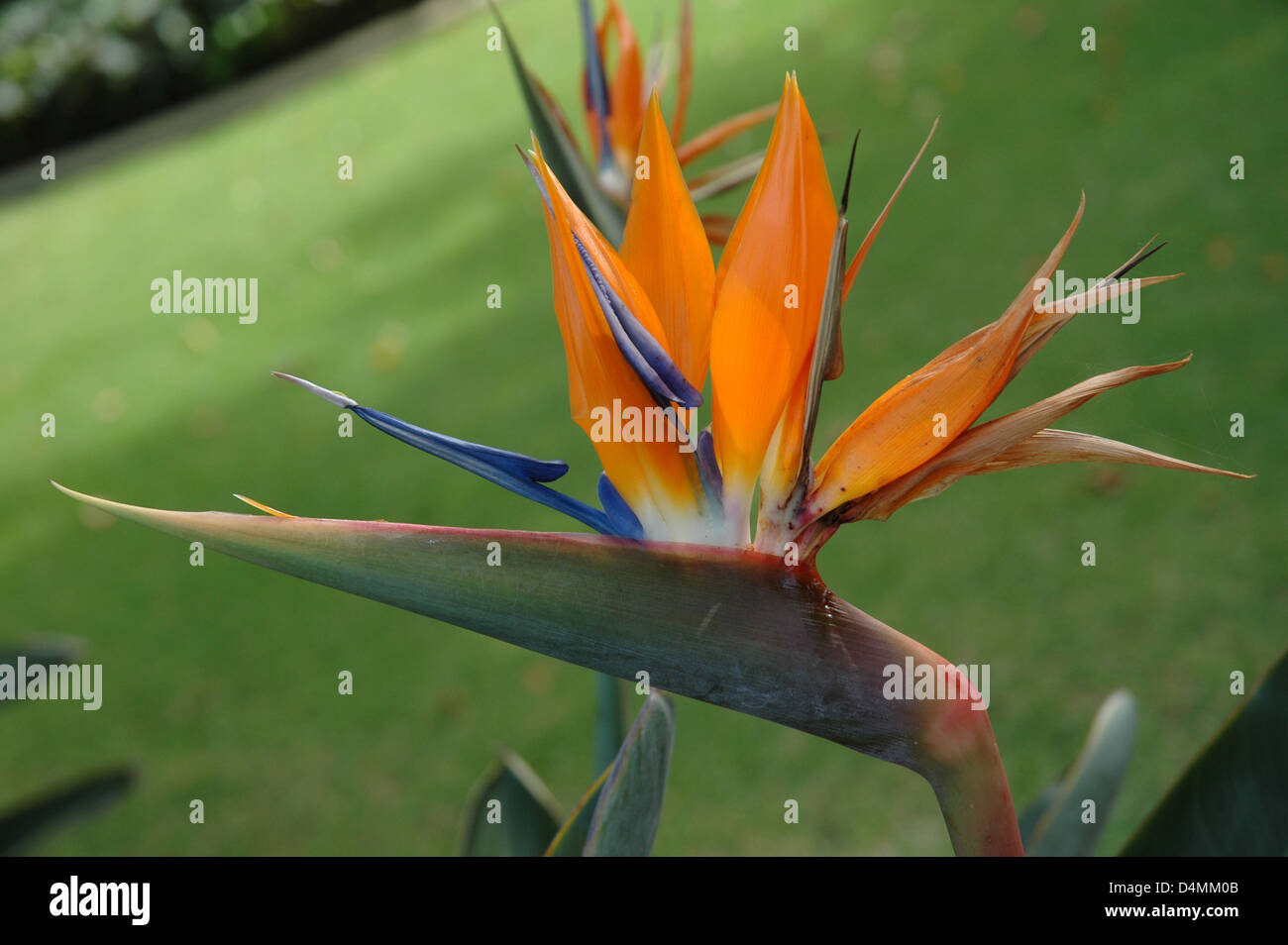 Flower of Strelitzia reginae. Bird of Paradise flower Stock Photo - Alamy