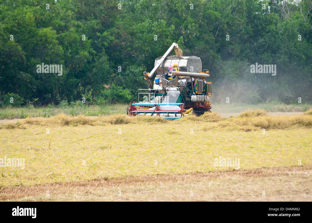 A rice harvest truck is harvesting the rice field Stock Photo - Alamy