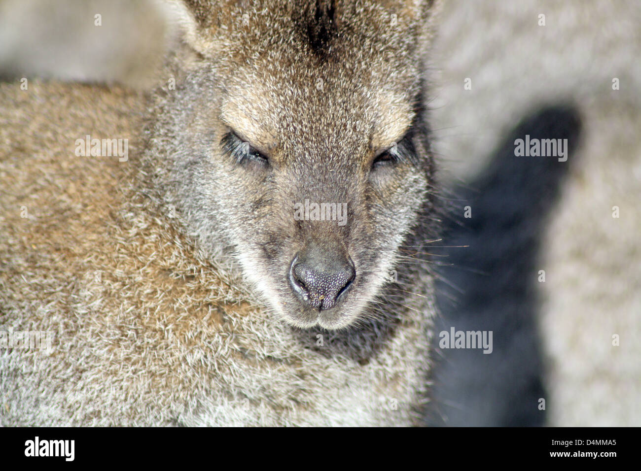 Wallaby Hopping High Resolution Stock Photography and Images - Alamy