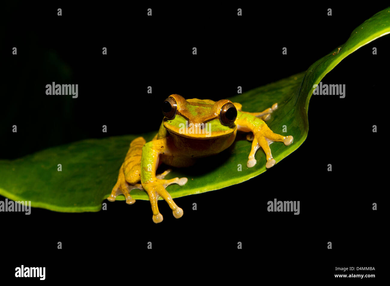 Black rain frog hi-res stock photography and images - Alamy