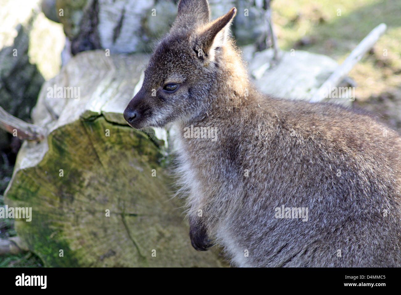 Wallaby Hopping High Resolution Stock Photography and Images - Alamy