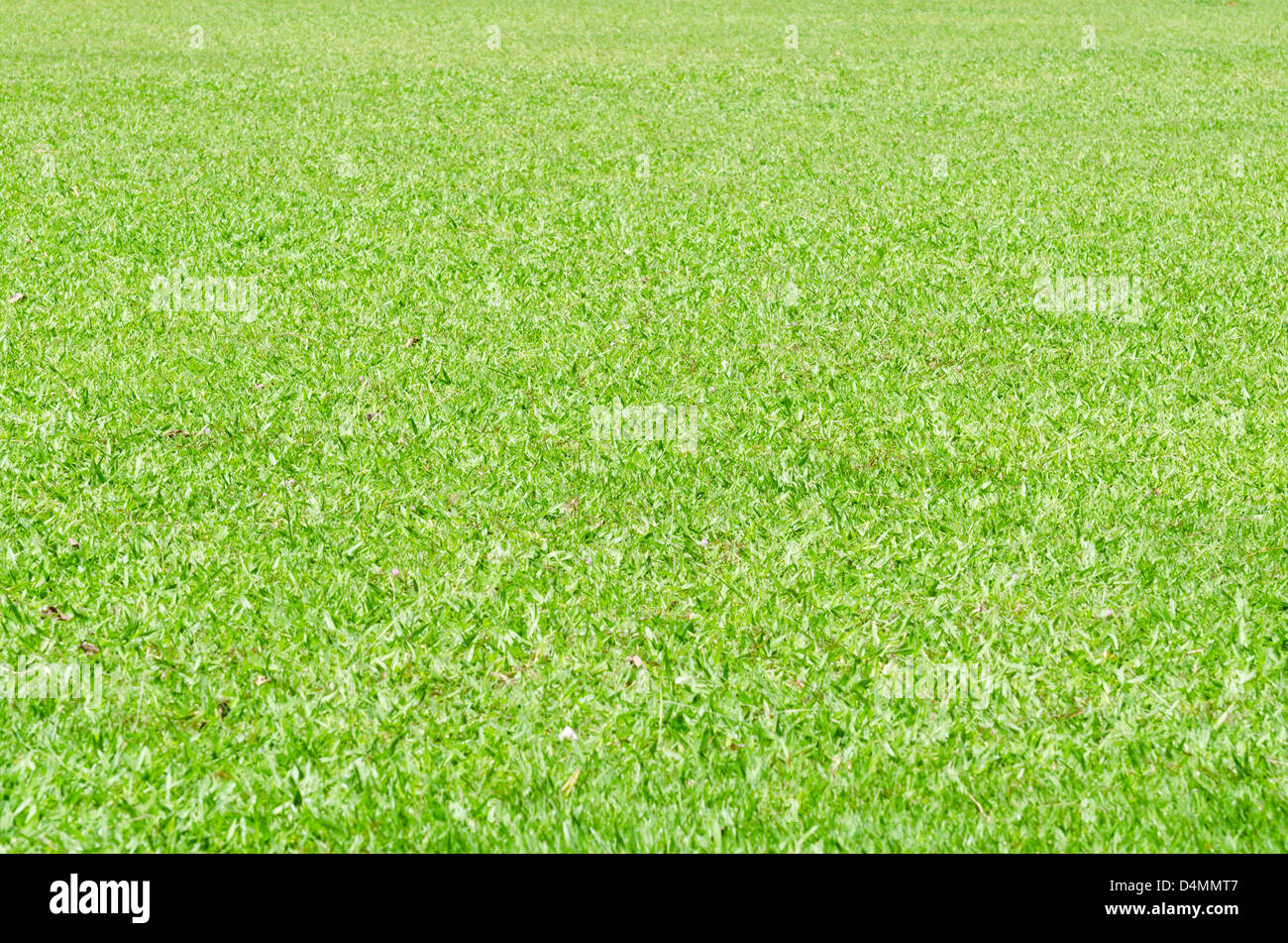 Field turf grass as a natural background Stock Photo - Alamy