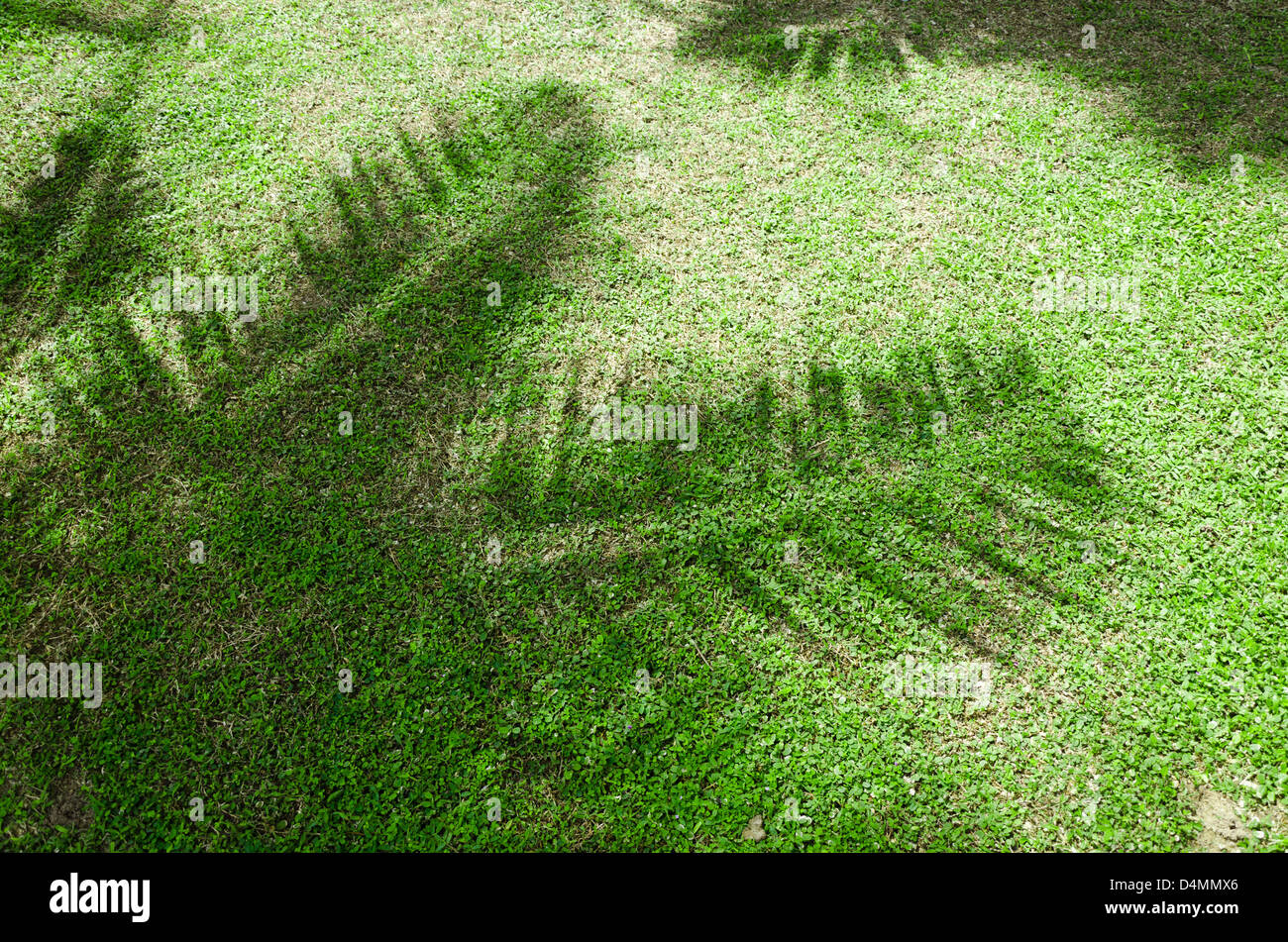 Coconut leaves shadow hi-res stock photography and images - Alamy