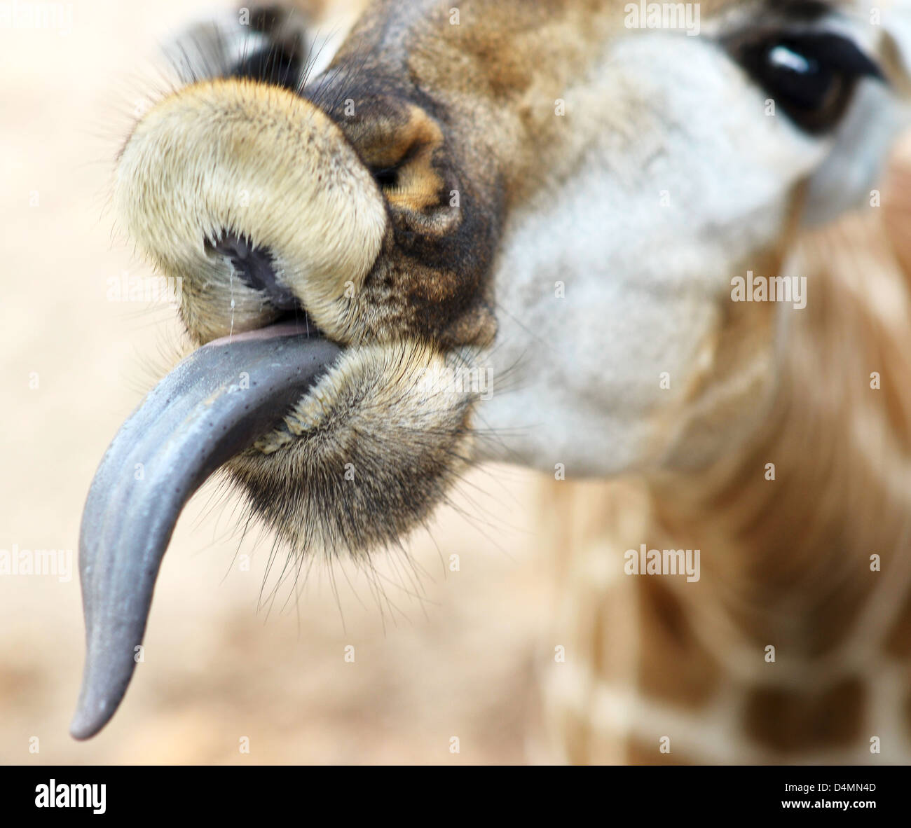 Funny giraffe hi-res stock photography and images - Alamy