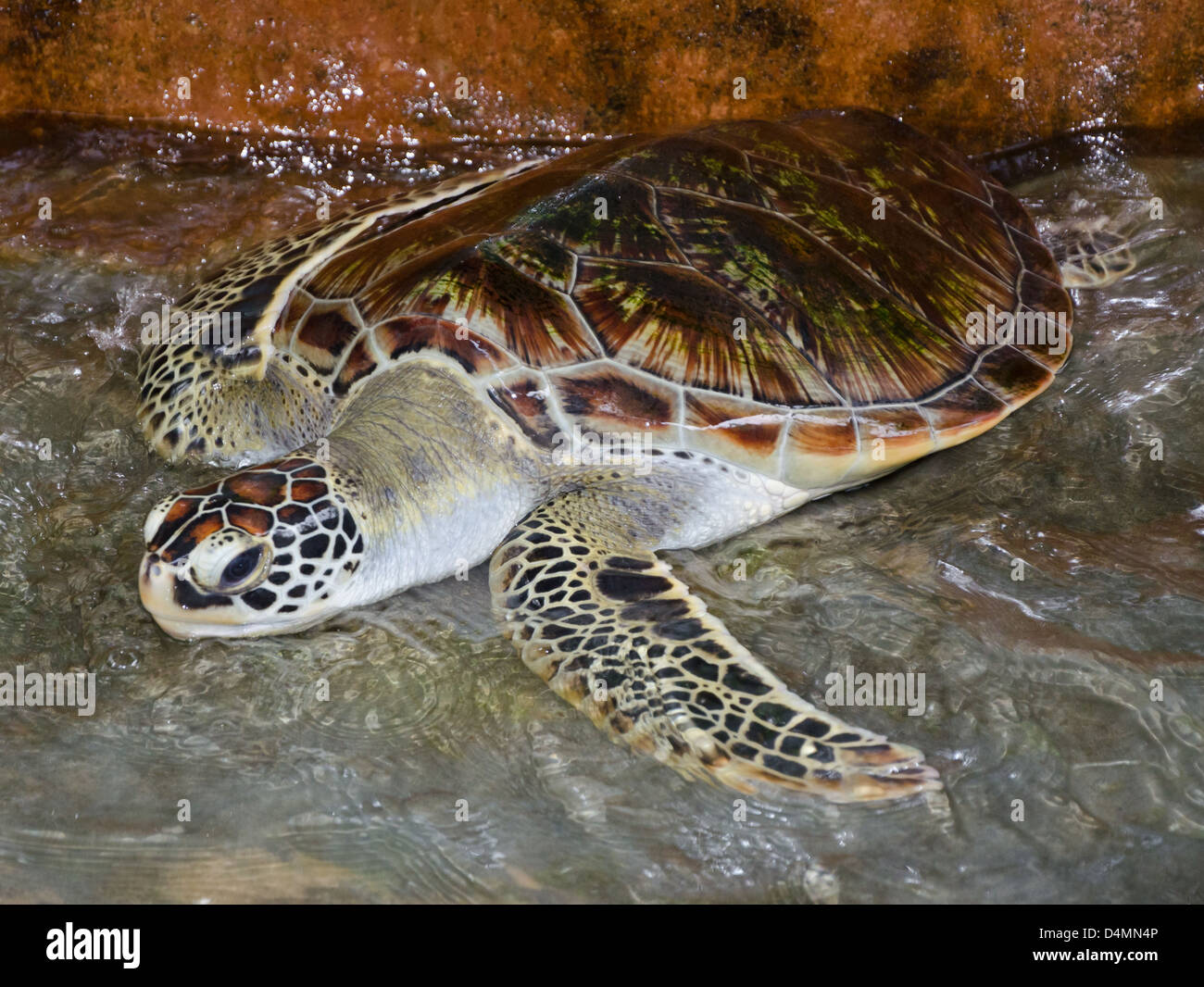 Green Turtle at Turtle Farm Stock Photo - Alamy