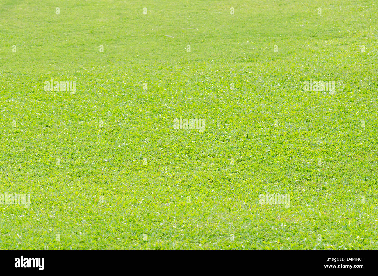 Field turf grass as a natural background Stock Photo - Alamy