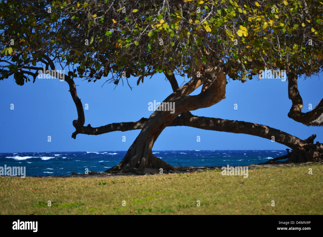 Trees on the beach Stock Photo - Alamy