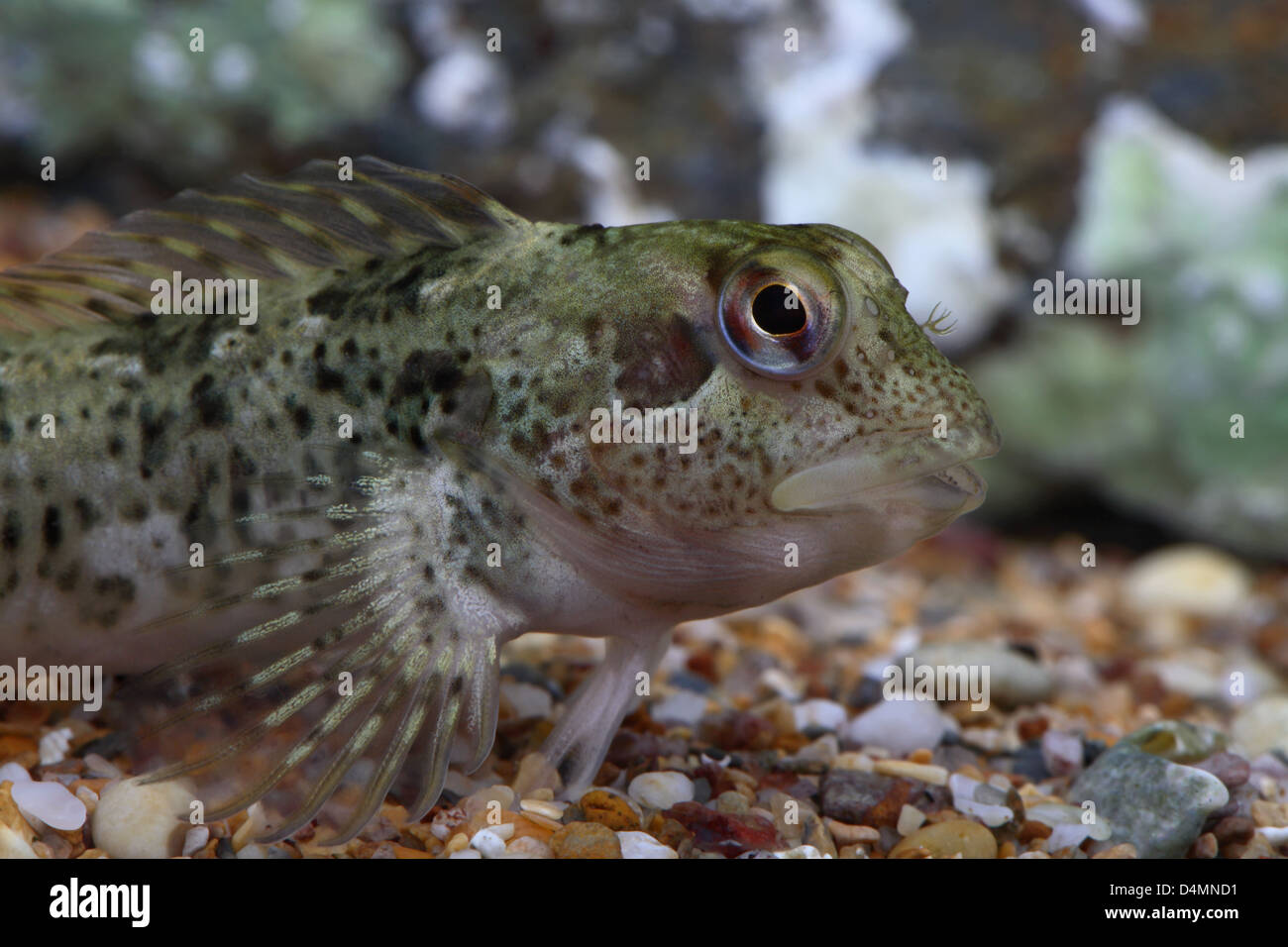 Shanny hi-res stock photography and images - Alamy