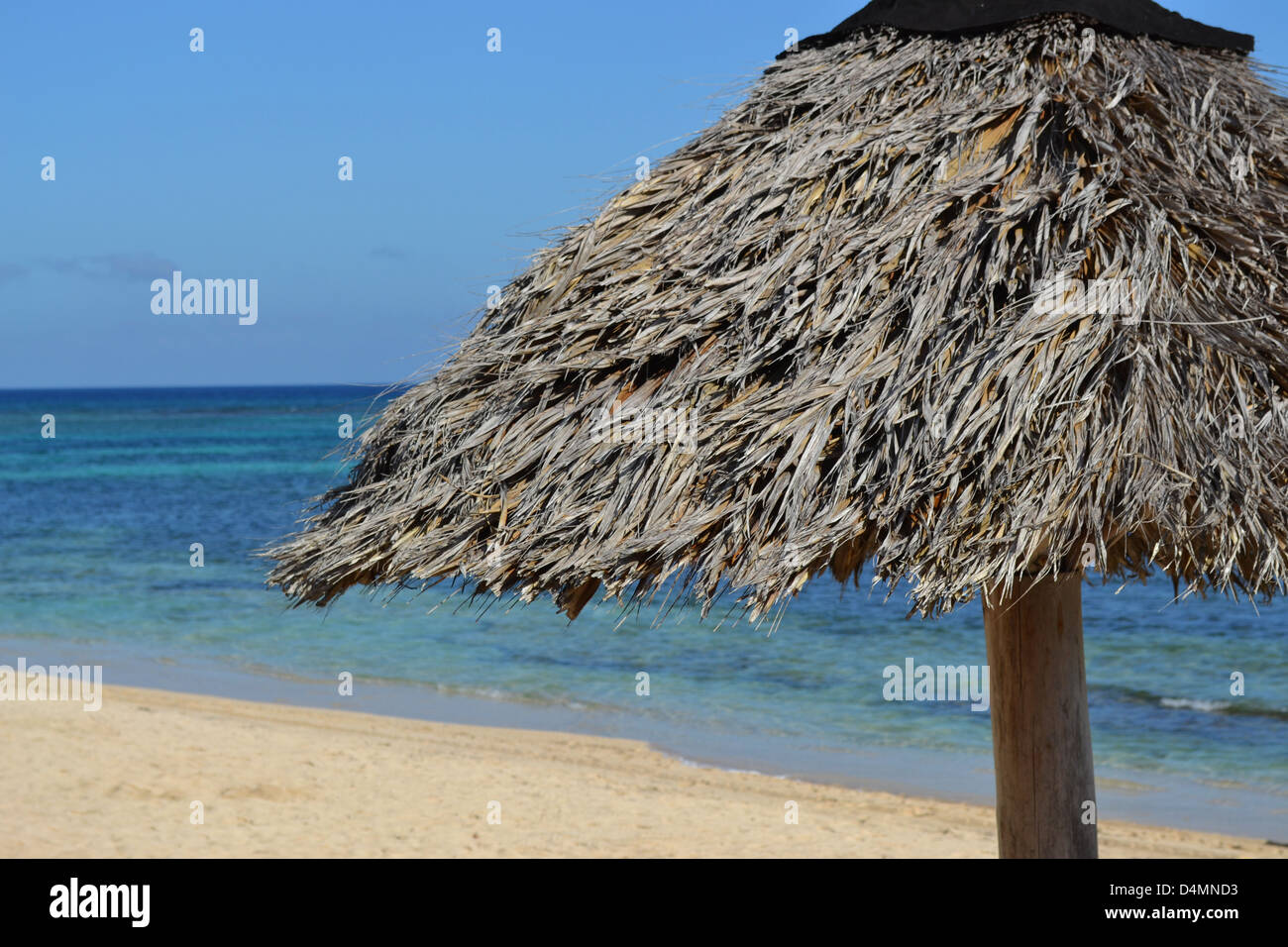 Palm tree parasol on the beach Stock Photo - Alamy