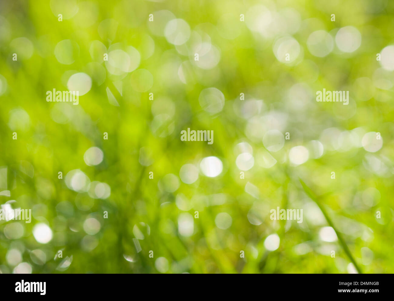 grass background defocused Stock Photo - Alamy grass background defocused Stock Photo - Alamy
