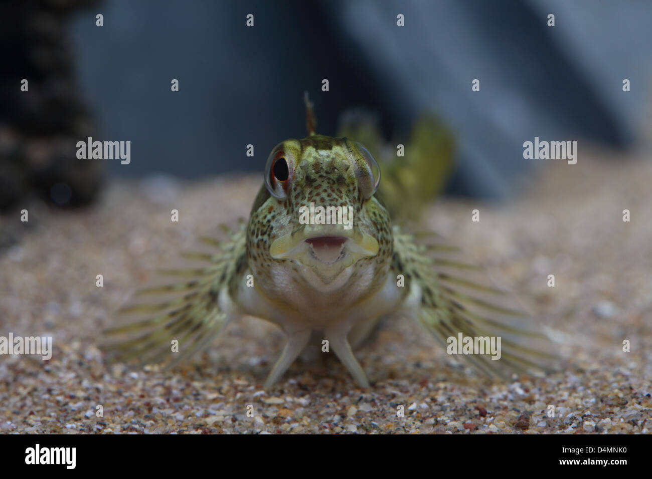 Shanny hi-res stock photography and images - Alamy