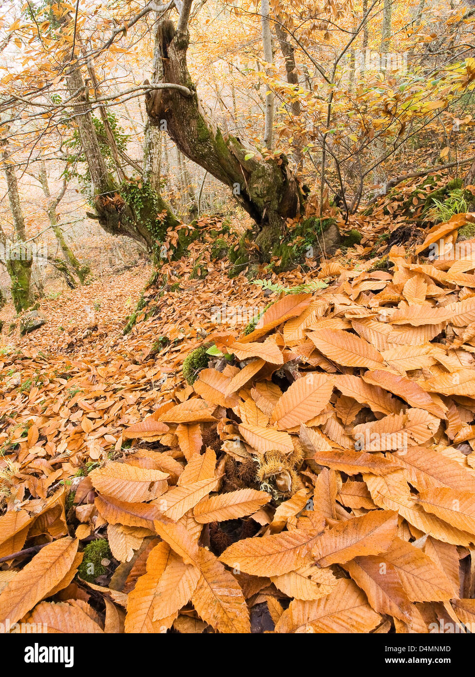 Leaves on the ground of the forest, a typical autumn landscape Stock ...