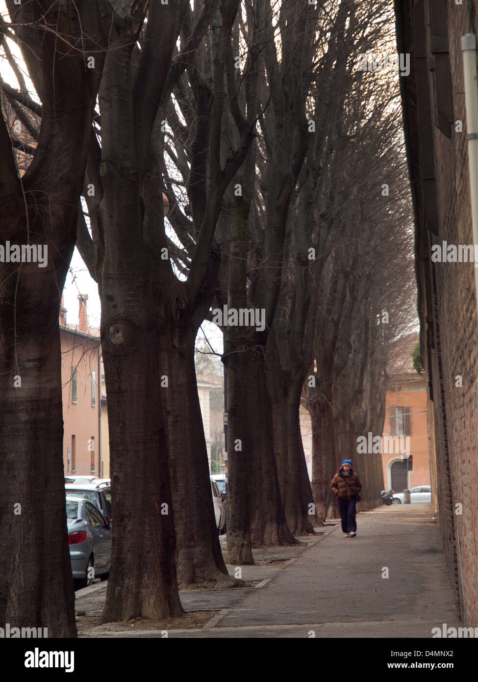 An avenue of trees on a winter's day in Bologna Stock Photo - Alamy