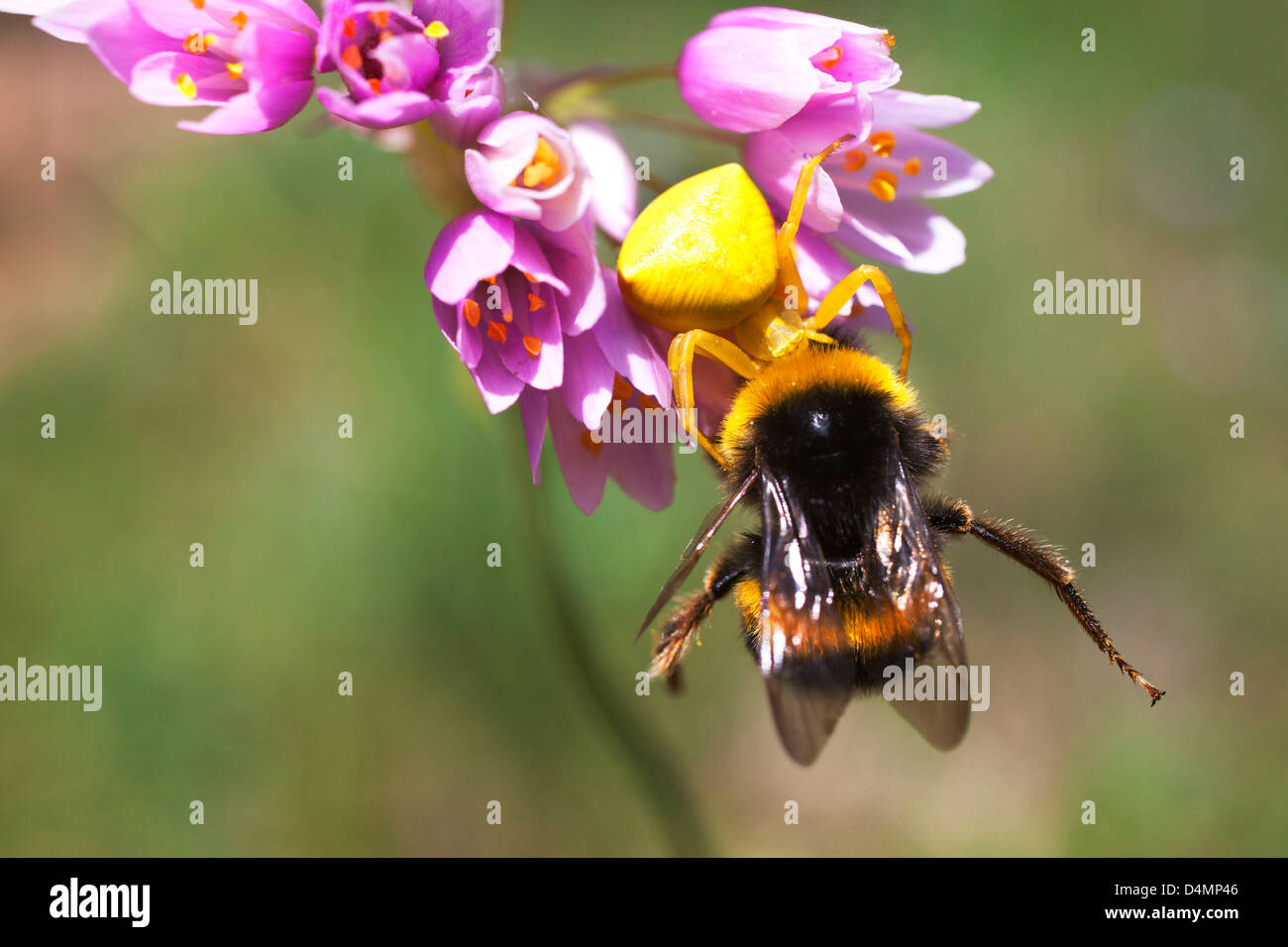 Yellow crab spider eating a bumblebee from it's home on some wild ...
