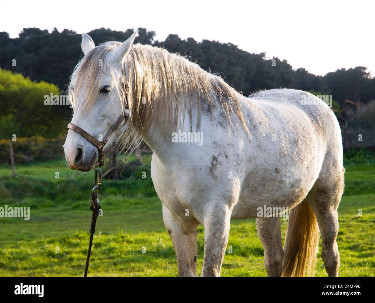 White horse in nature. The horse in in a field Stock Photo - Alamy