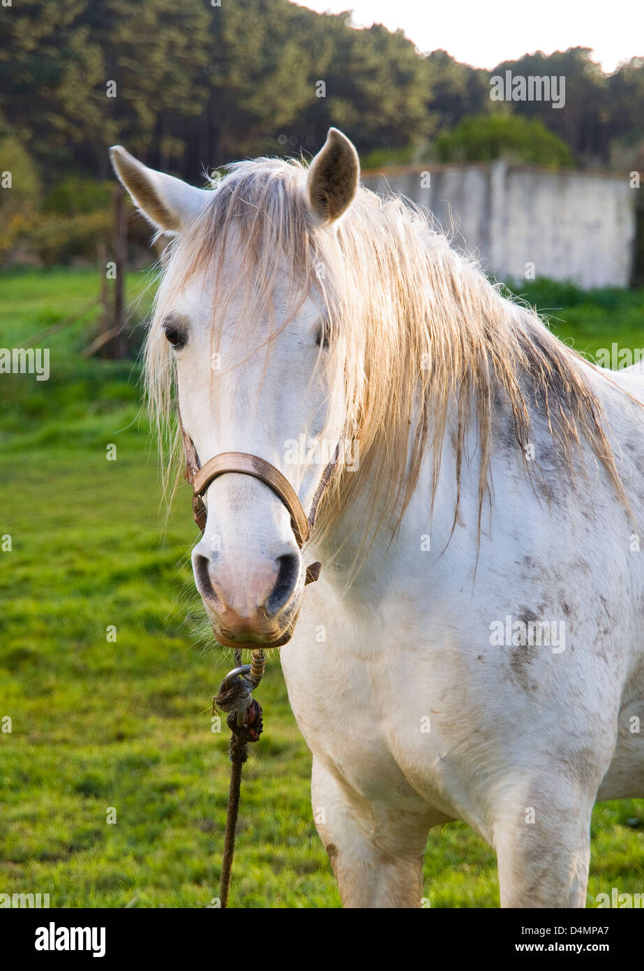White horse in nature. The horse in in a field Stock Photo - Alamy