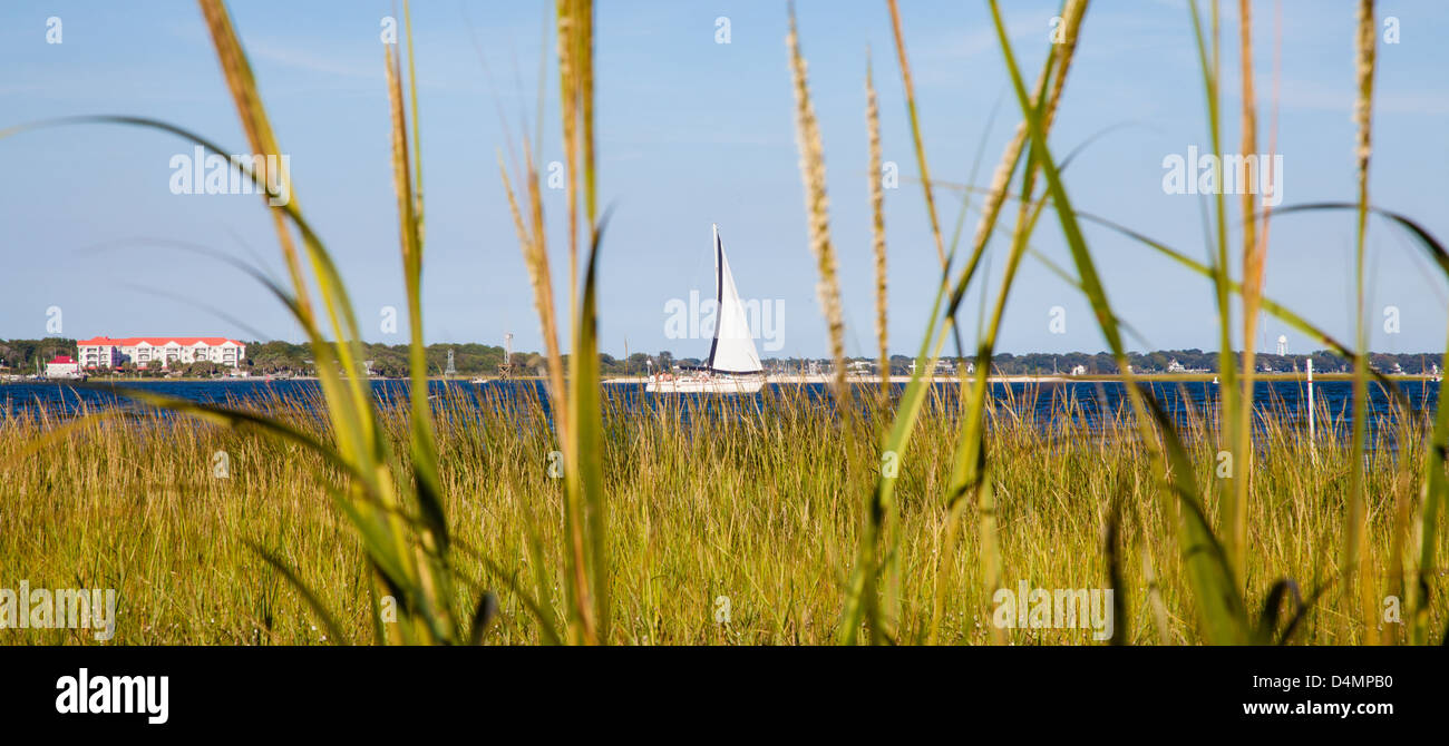 A sail boat makes its way down the cooper river as seen from the reeds ...