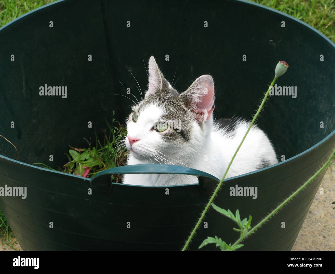 Cat tub hi-res stock photography and images - Alamy