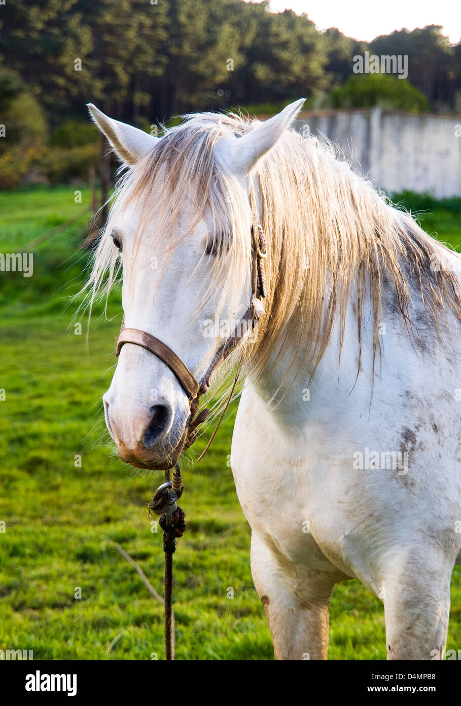 White horse in nature. The horse in in a field Stock Photo - Alamy