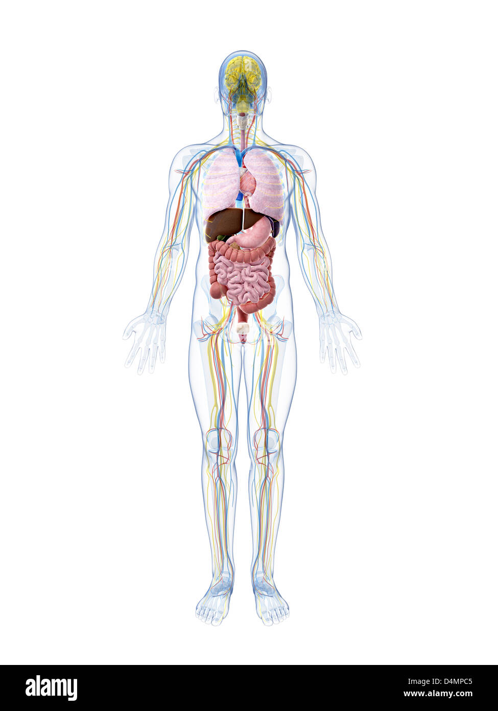 Anatomy drawing man hi-res stock photography and images - Alamy