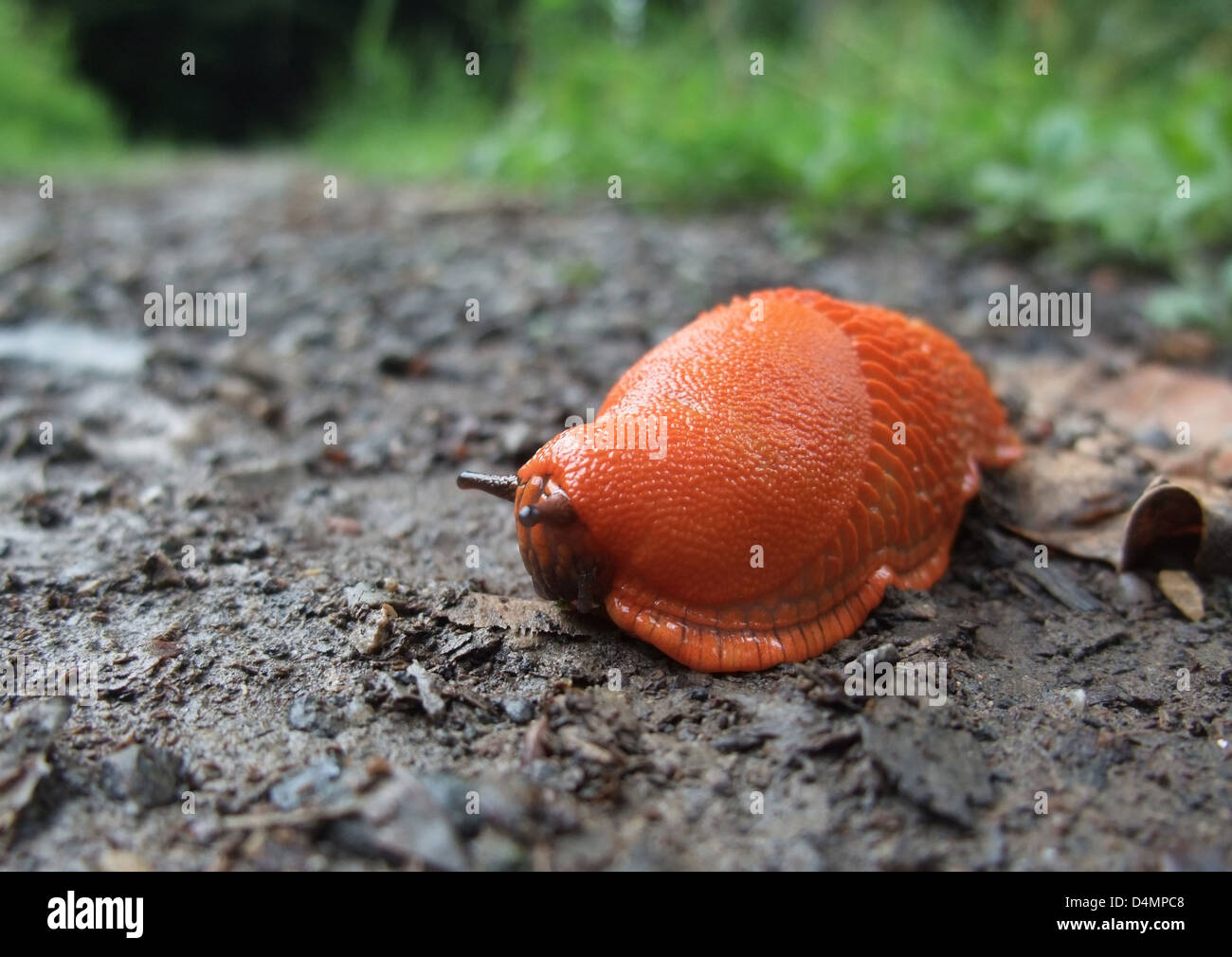 Terrestrial slug hi-res stock photography and images - Alamy