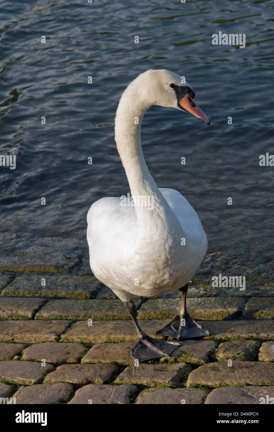 Frontal shot hi-res stock photography and images - Alamy