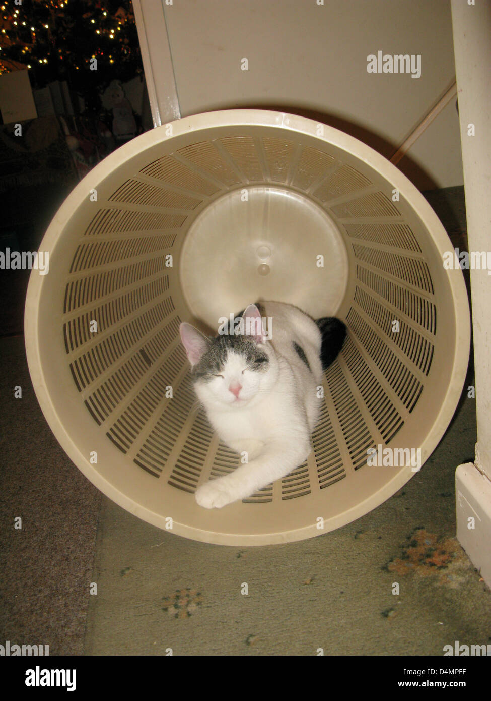 Comical cat in barrel Stock Photo - Alamy