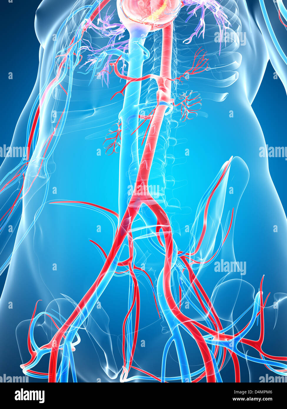 Vascular examination hi-res stock photography and images - Alamy