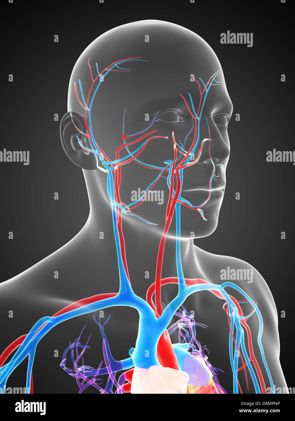 Anatomy of the heart hi-res stock photography and images - Alamy