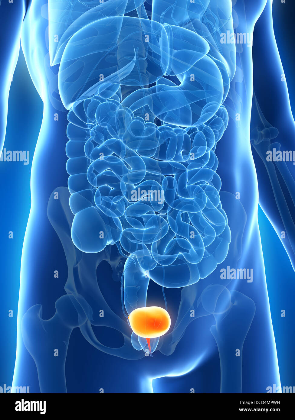 Real Human Bladder
