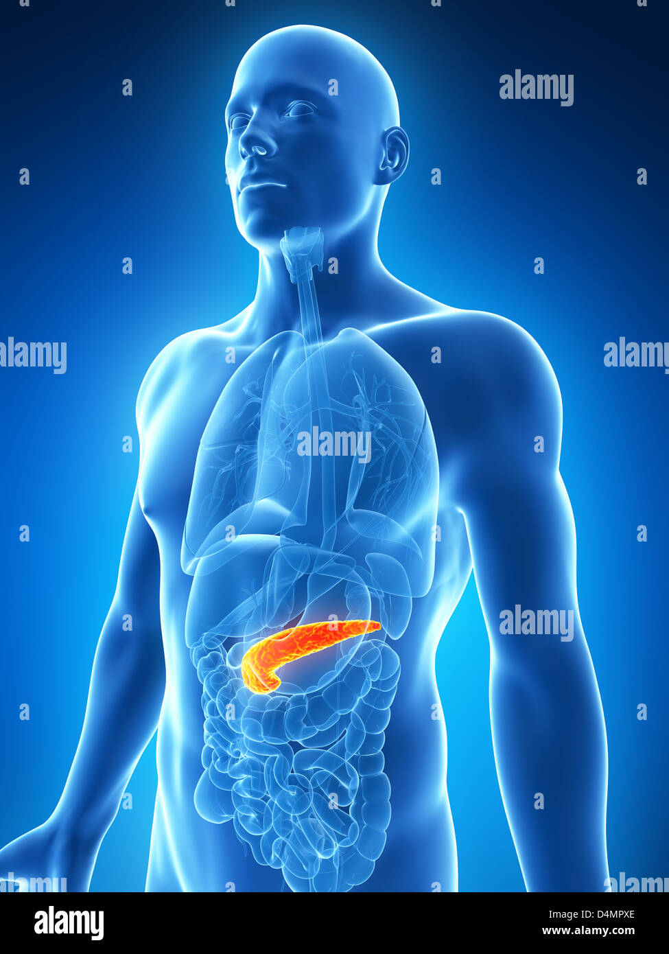 Pancreas anatomy hi-res stock photography and images - Alamy