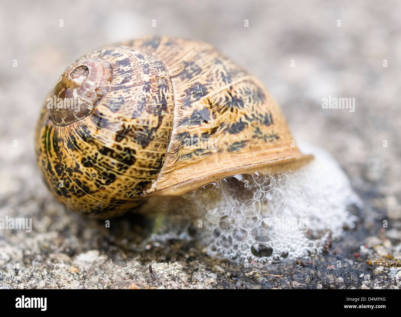 Snail hiding in shell hi-res stock photography and images - Alamy
