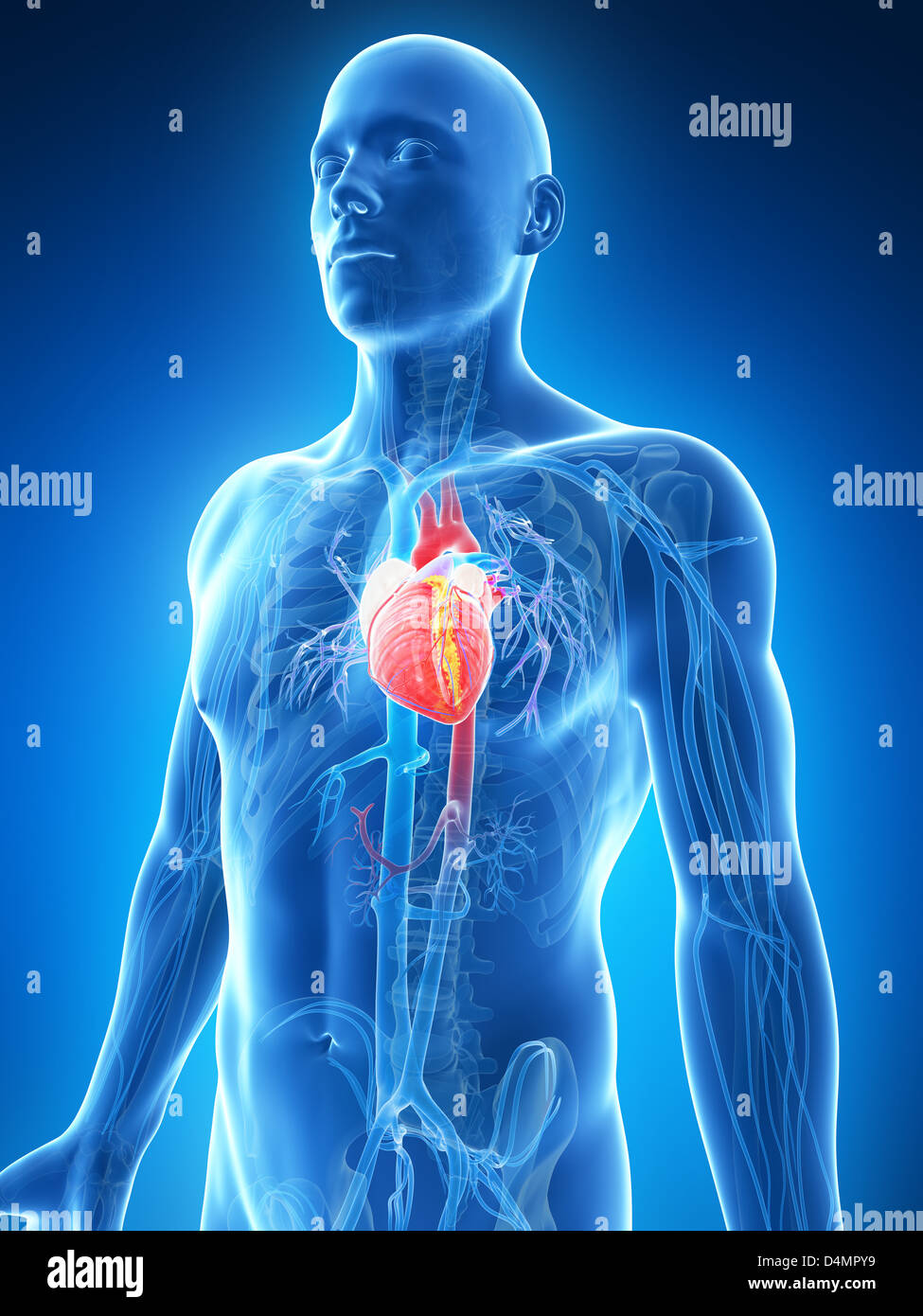 3d rendered illustration of the male heart Stock Photo - Alamy