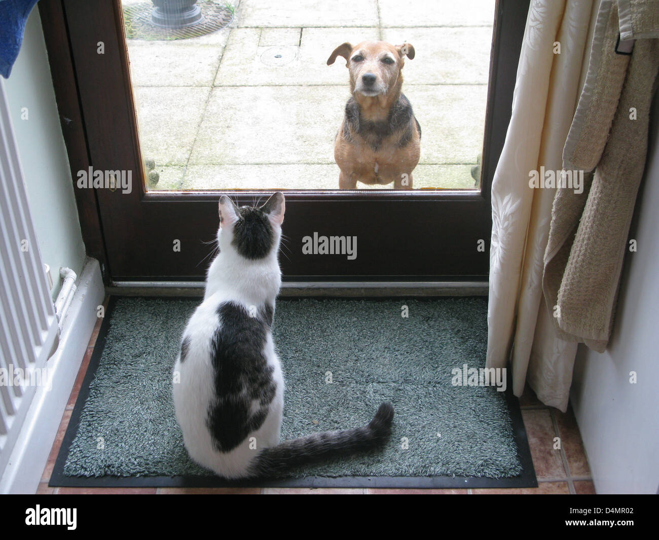 Looking out, looking in, cat and dog on opposite sides of window Stock ...