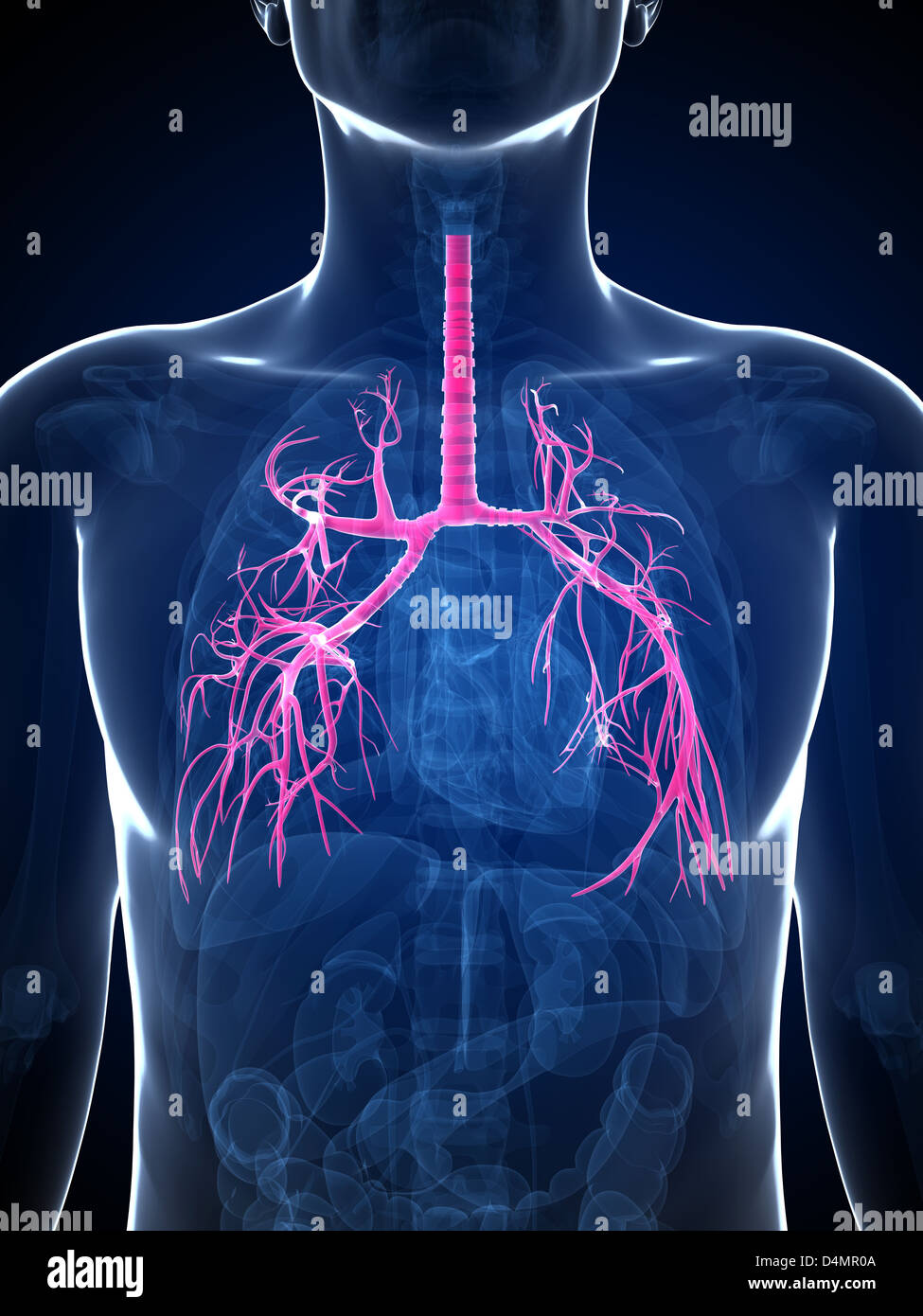 Bronchi abdomen inside chest pulmonary airways hi-res stock photography ...