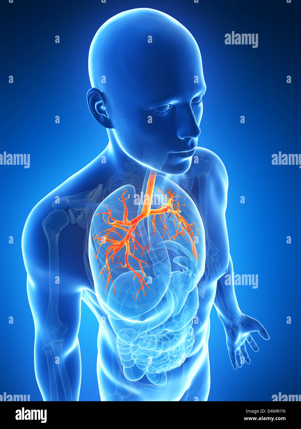 Human body anatomy hi-res stock photography and images - Alamy