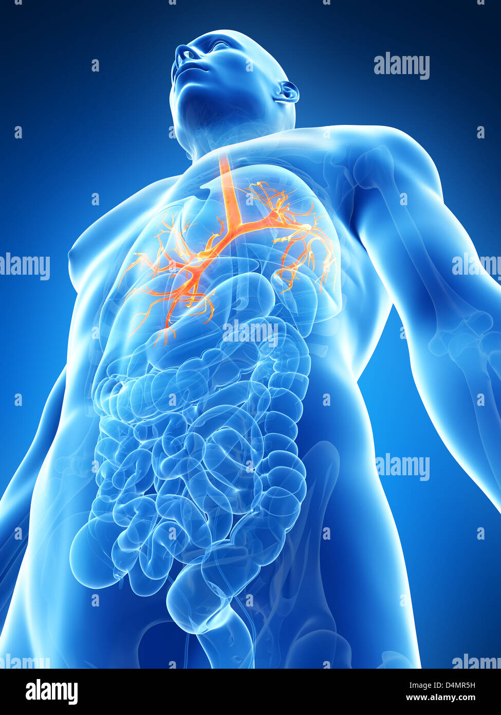Bronchi abdomen inside chest pulmonary airways hi-res stock photography ...