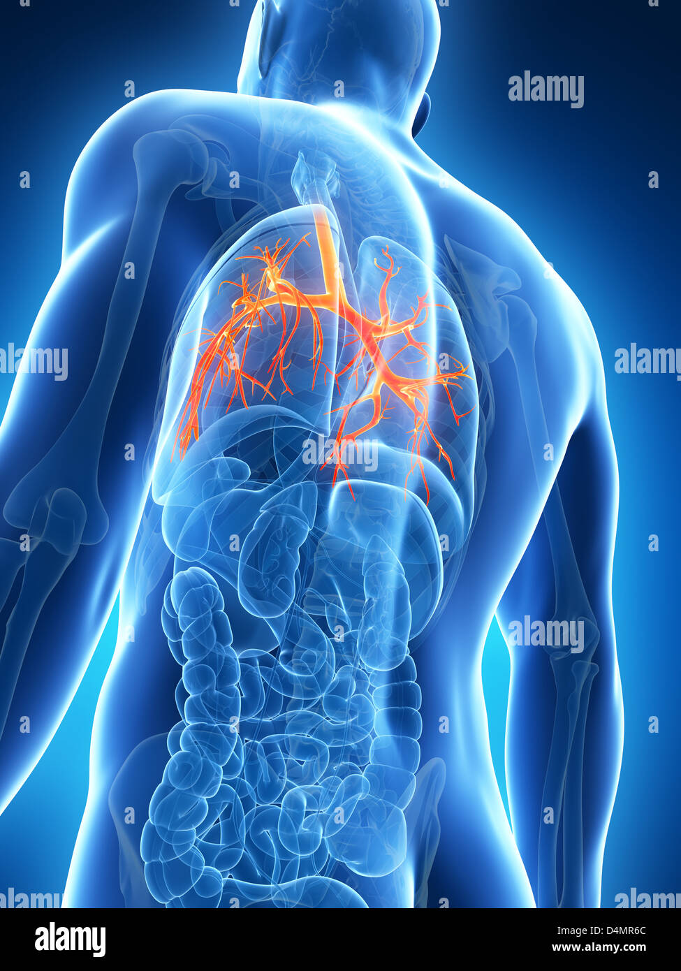 Bronchi anatomy hi-res stock photography and images - Alamy