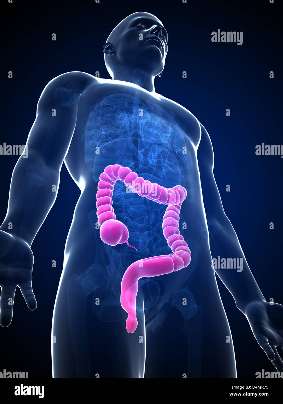 Highlighted Small Intestines High Resolution Stock Photography and ...